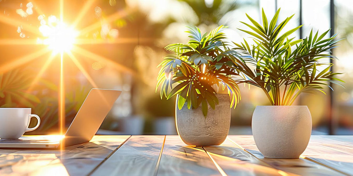 Why Sunlight is Important for Plants — GardenistaUK Store