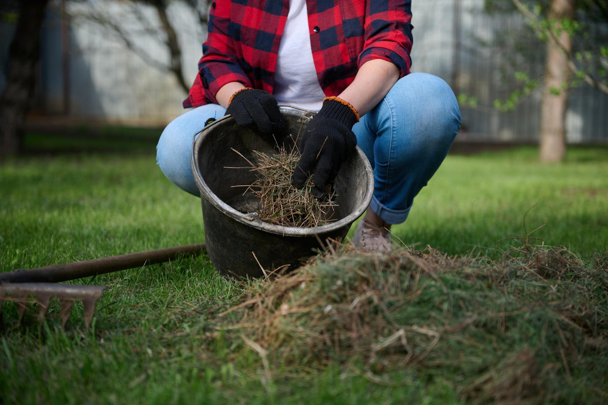 How to Fertilise Your Lawn for Great Results — GardenistaUK Store