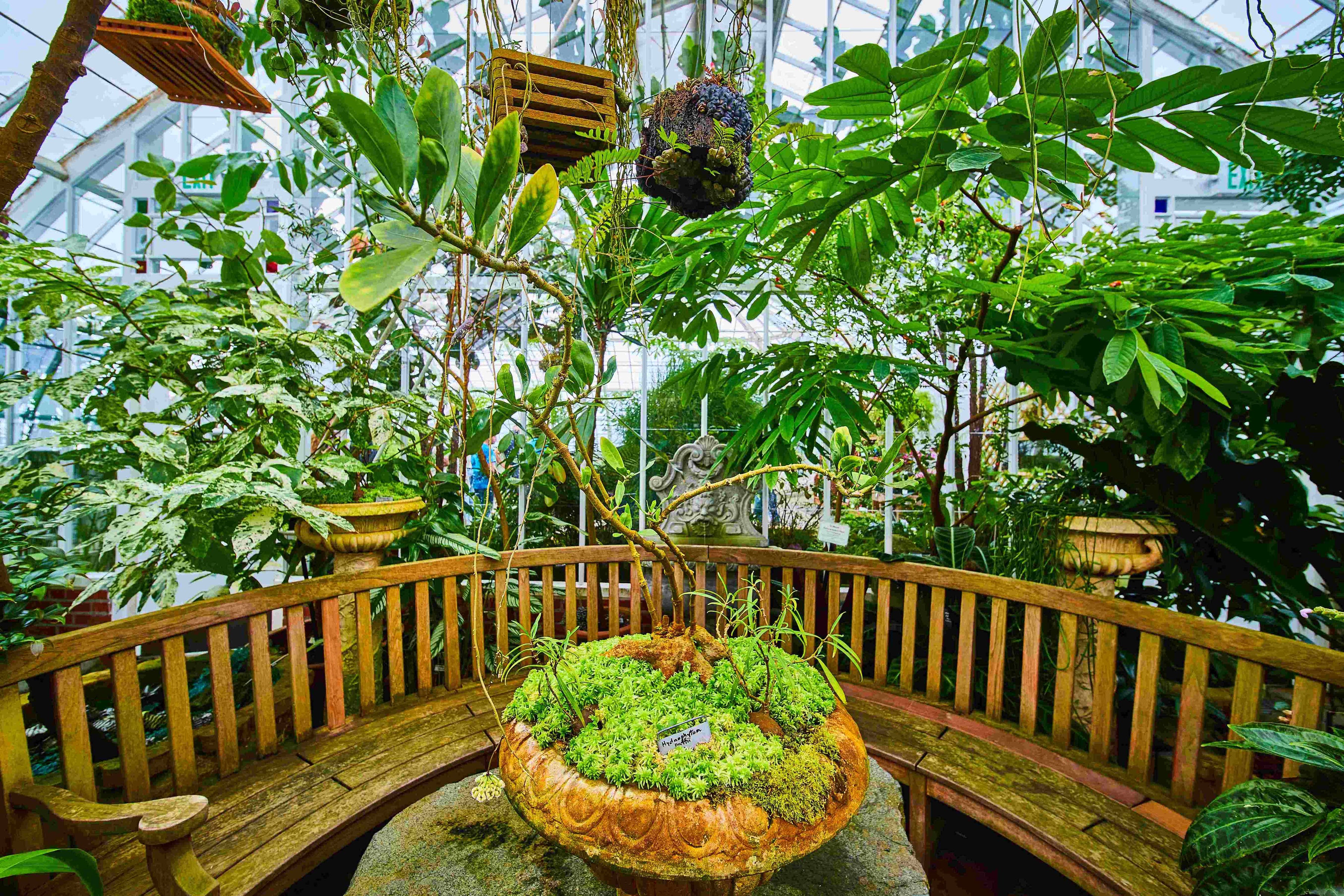 How To Design a Tropical Garden? — GardenistaUK Store